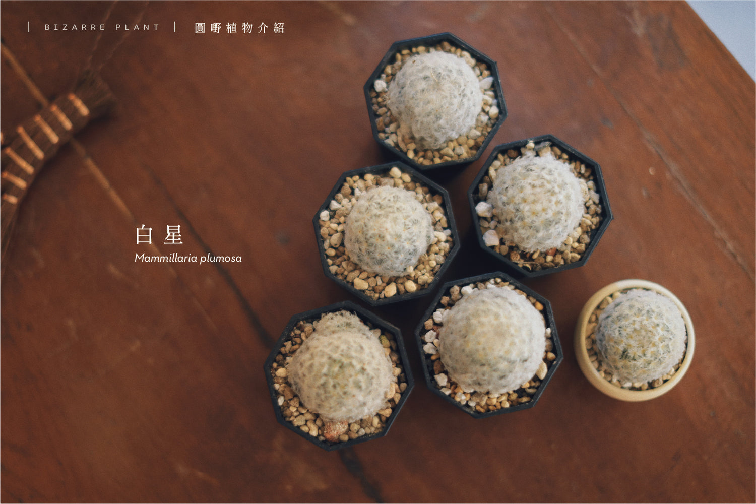 ALL - Forest Round Round