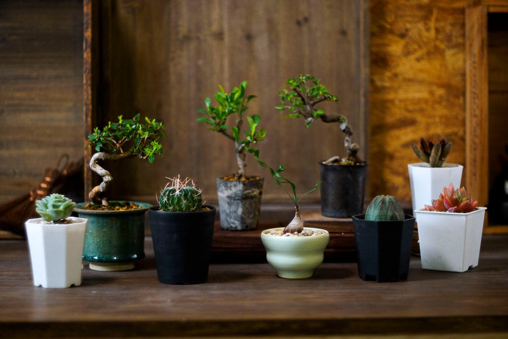 ALL - Forest Round Round