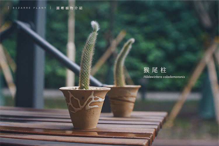 Bizarre Plant｜猴尾柱Hildewintera colademononis - Forest Round Round