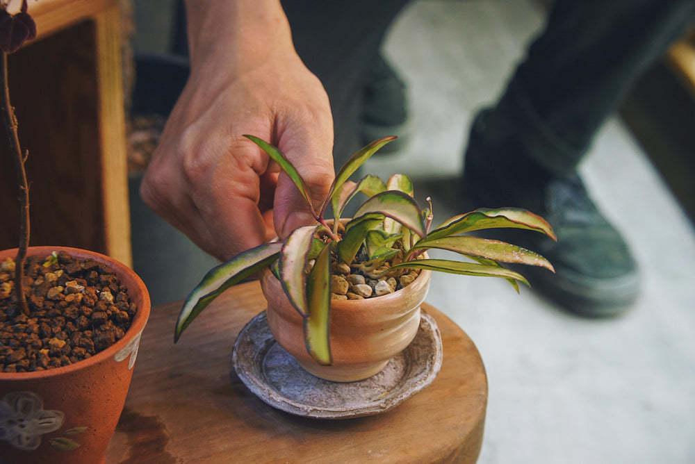 ALL - Forest Round Round