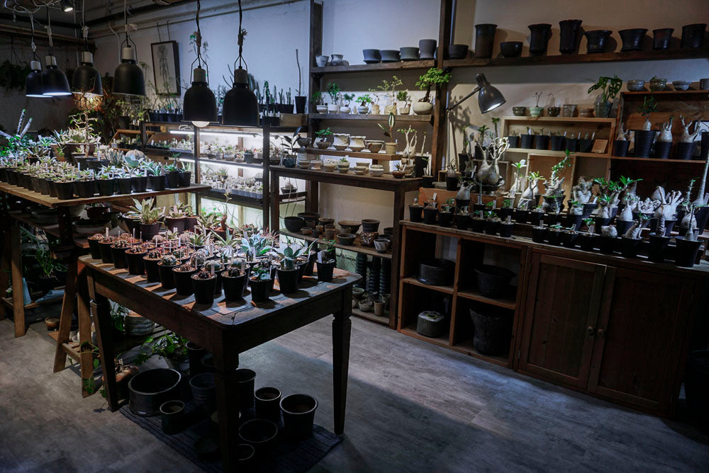 Collections Archive - Forest Round Round