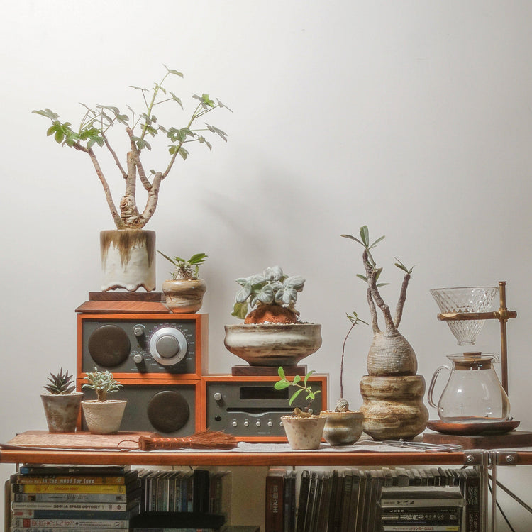 Forest Round Round- 多肉植物 / 塊根植物 / 盆景 / 室內植物 / 植木鉢 植物店