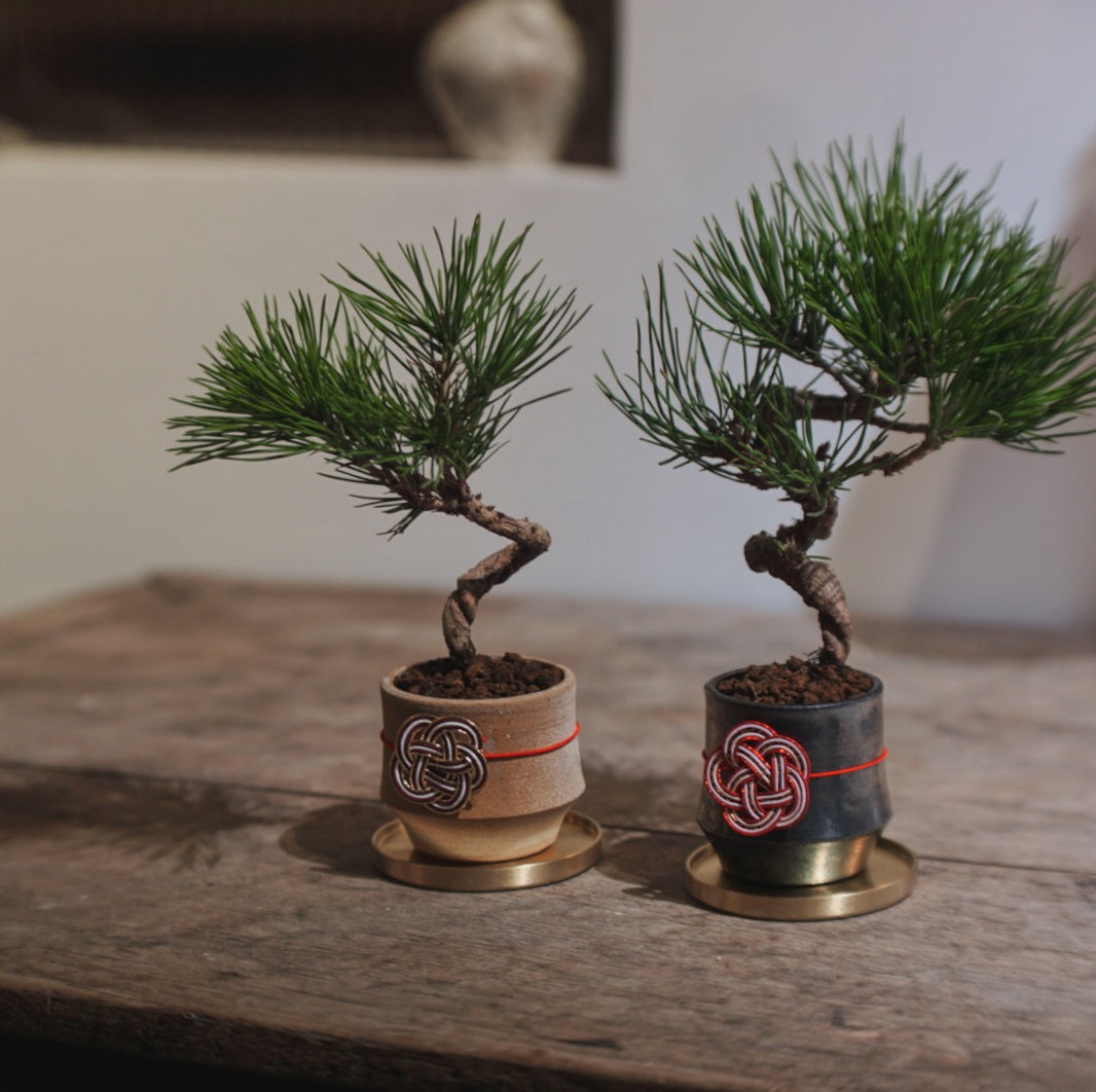 Forest Round Round- 多肉植物 / 塊根植物 / 盆景 / 室內植物 / 植木鉢 植物店