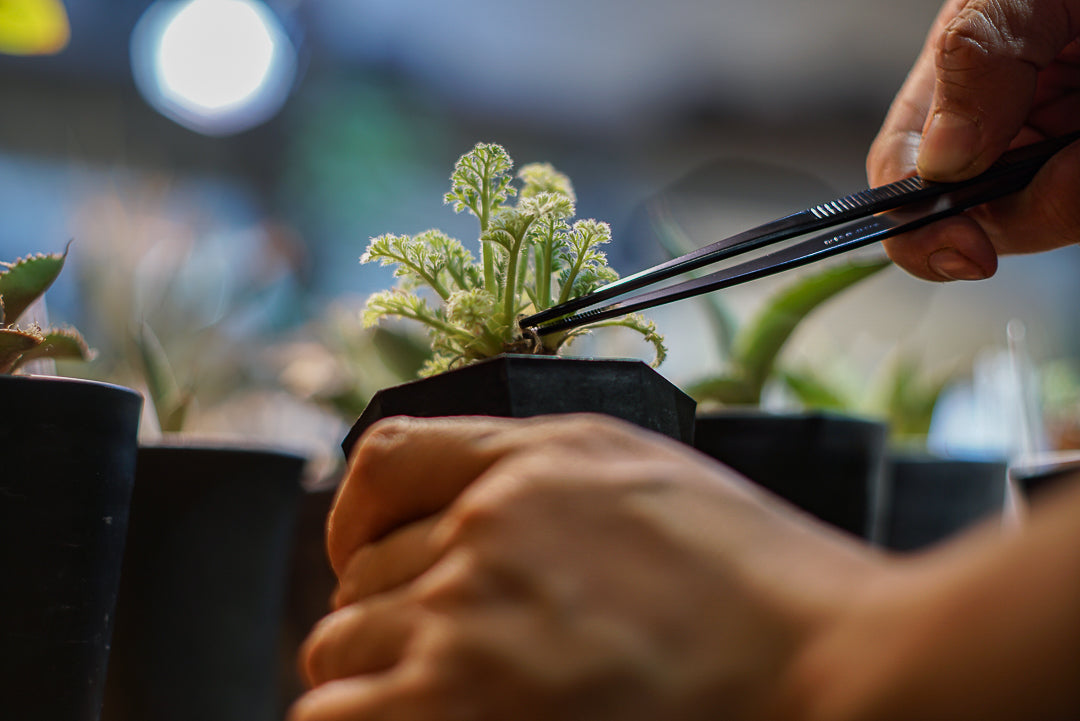 [ KANESHIN 兼進刃物 ] 熊爪鑷子二合一 Bonsai tweezers - [ KANESHIN 兼進刃物 ] 熊爪鑷子二合一 Bonsai tweezers - ARTISAN ...
